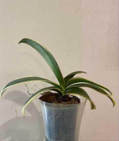 Орхидея Phalaenopsis Chia E Yenlin, variegata