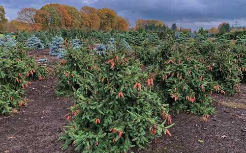 Ель обыкновенная 'Acrocona'