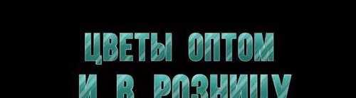 Розы-тюльпаны опт и розница