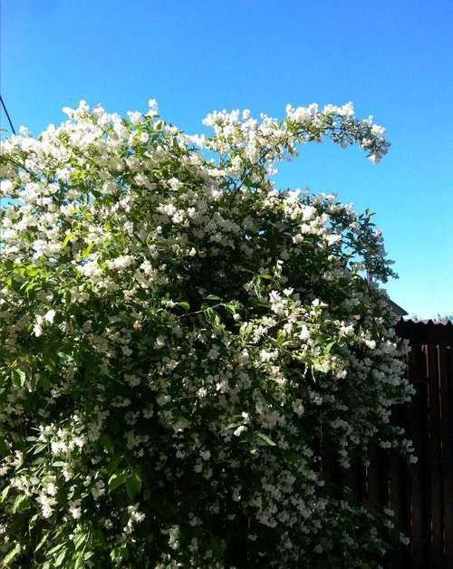 Жасмин, шиповник вишня, ирга, боярышник, облепиха