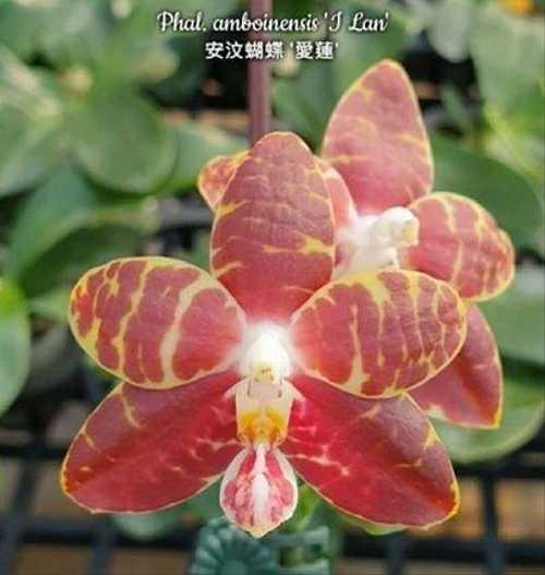 Орхидея фаленопсис Amboinensis 'I Lan'