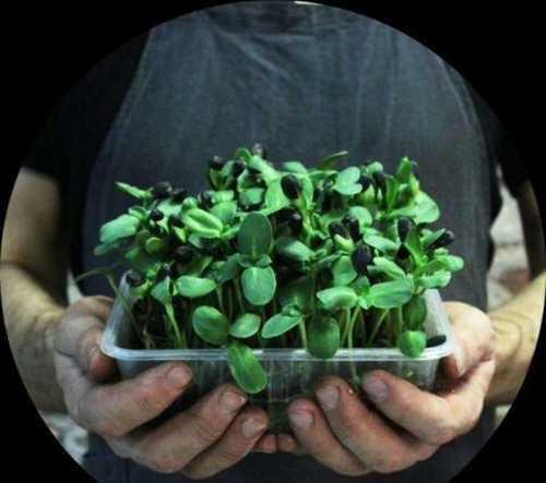 Набор для выращивания микрозелени свежая зелень