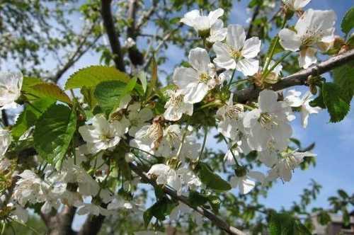 Черешня "Ревна"/Саженцы черешни