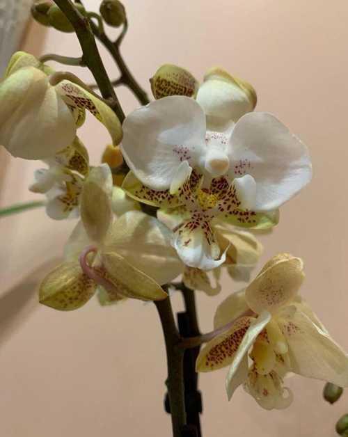 Орхидея пико чип фото и описание