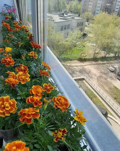 Рассада бархатцев