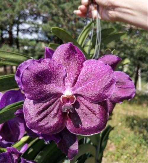 Цветущая Орхидея Ванда королевская метровая