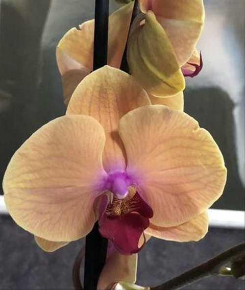 Орхидея фаленопсис сортовой Caribbean Dream