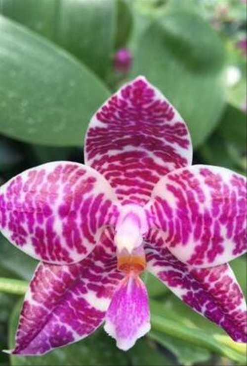 Орхидея Phal Ruby Vasquez x hieroglyphica