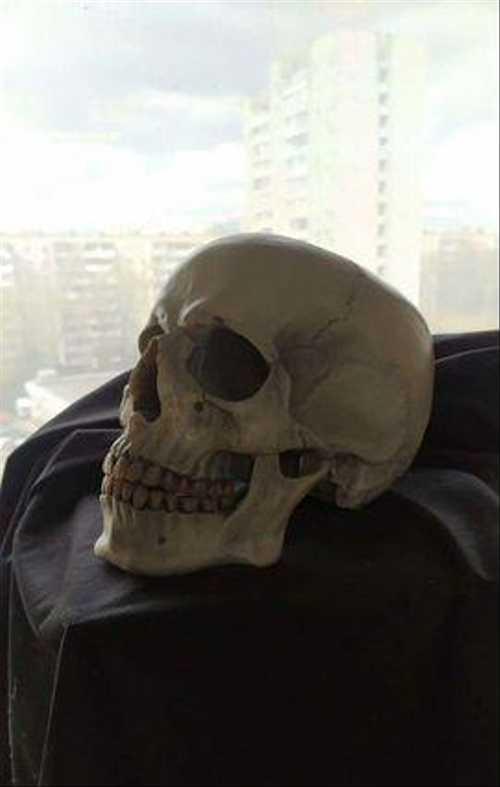 Череп анатомический
