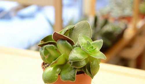 Crassula Capitella Turrita (Крассула Туррита) (SCT