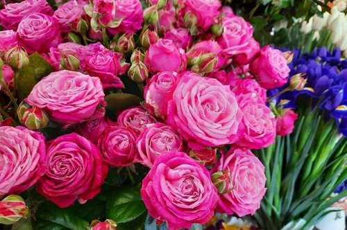 Цветы, пионовидные розы "Мадам бомбастик"