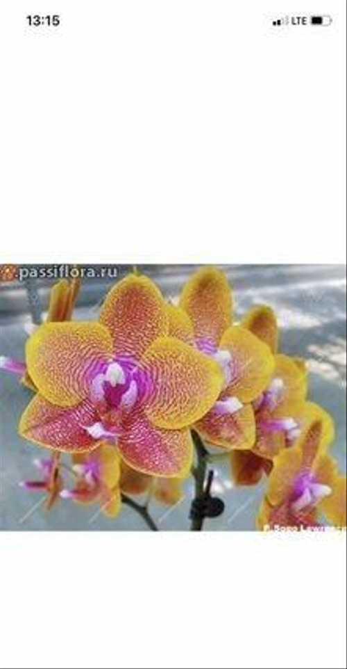 Орхидея фаленопсис сого лоуренс