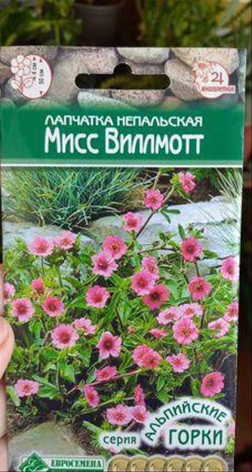 Лапчатка травянистая Мисс Виллмотт красно-пурпур