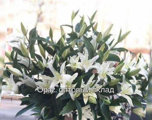 Лилии цветы