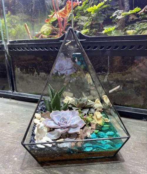 Флорариум с имитацией воды, Финансовая пирамида