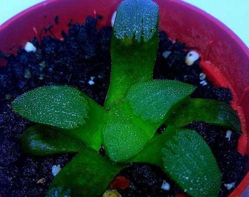 Хавортия байери, Haworthia bayeri laeta GM573