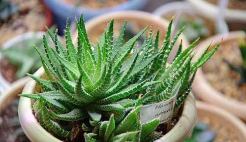 Хаворитя аттенуата варьегатная Haworthia attenuata
