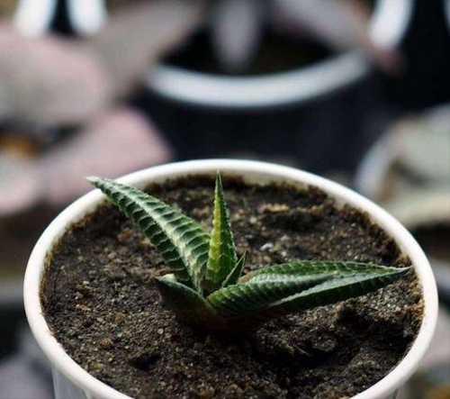 Хавортия лимифолия вариегатная (Haworthia limifoli