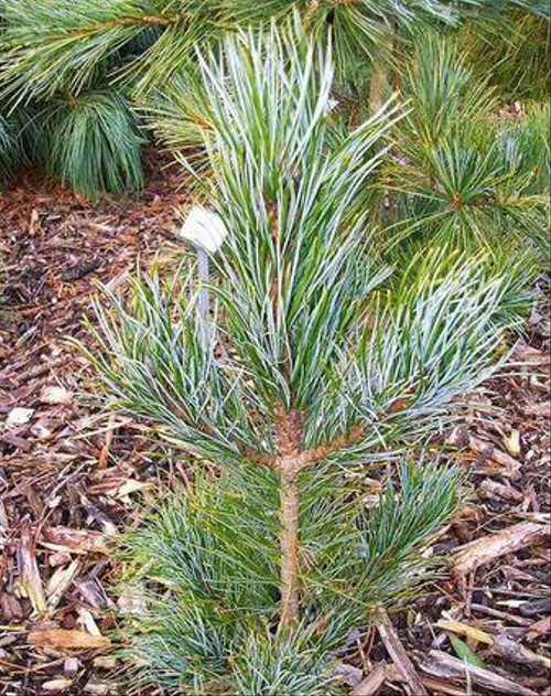 Семена Кедр Корейский, Кедровый стланик