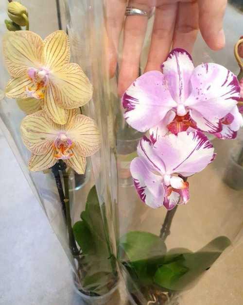 Орхидея фаленопсис набор Торино + Бриллиант 94756