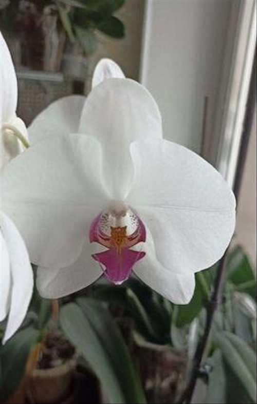 Орхидея фаленопсис Ред липс
