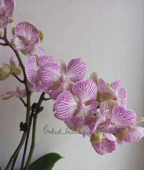 Миди биглип орхидея фаленопсис