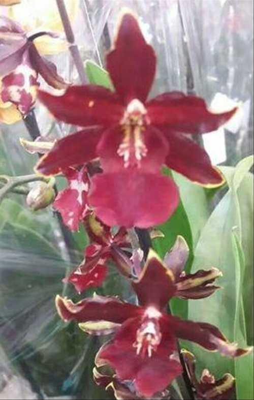 Орхидея дендробиум и камбрия