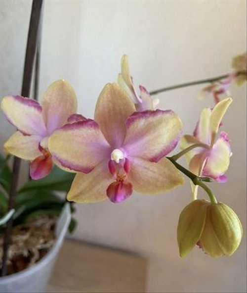 Орхидея Taisuco Jasper