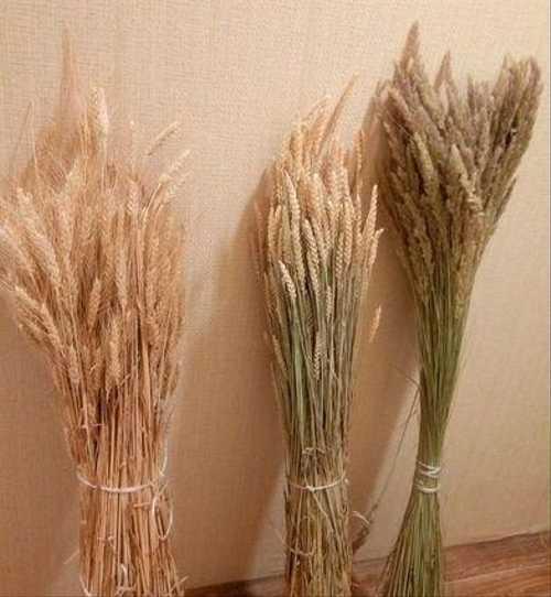 Колоски пшеницы декор