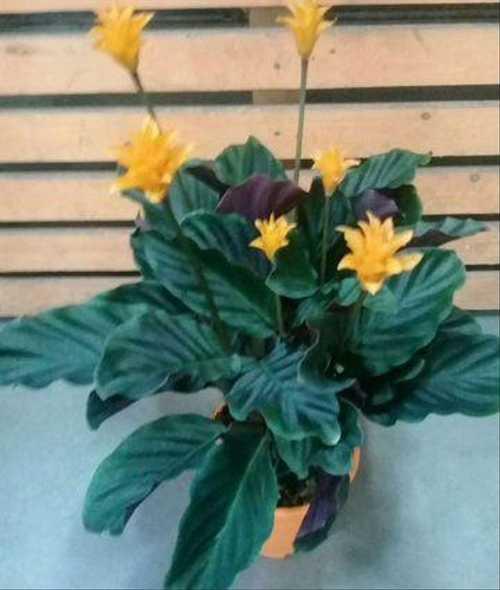 Калатея шафранная (Calathea crocata)