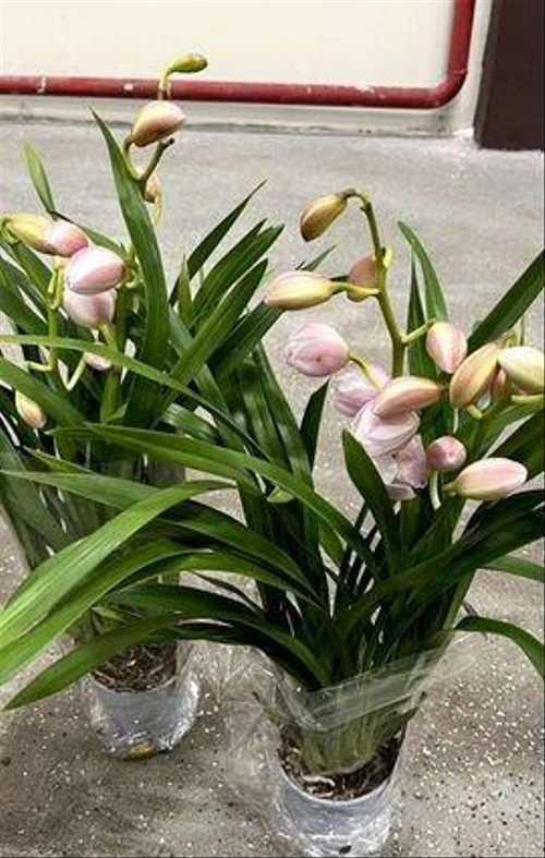 Цветущие Орхидеи