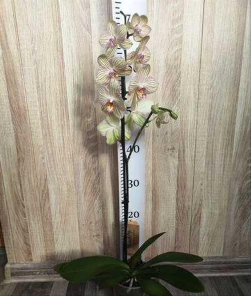 Орхидея Торино