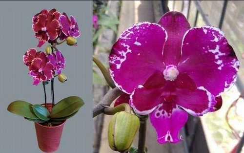 Орхидея фаленопсис Allura 'Dracarys'