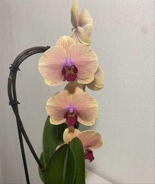 Орхидея фаленопсис каскад « Карибская мечта»