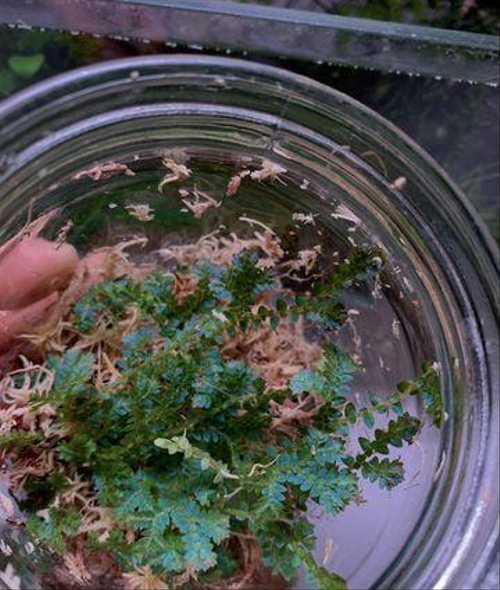 Селагинелла крючковатая(selaginella uncinata)