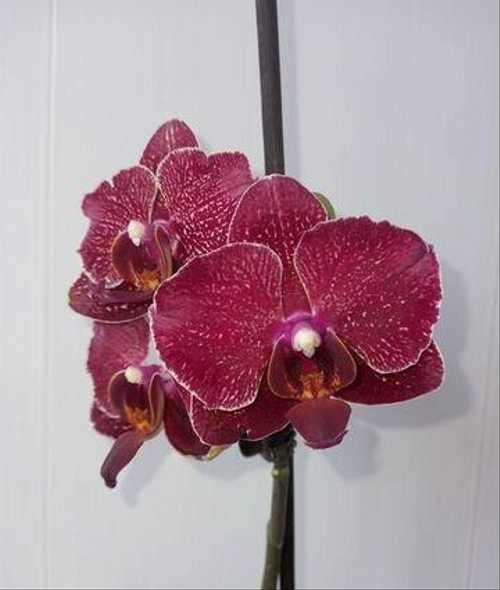 Орхидея фаленопсис cherry bomb