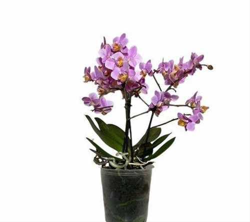 Орхидея фаленопсис мультифлора сантос
