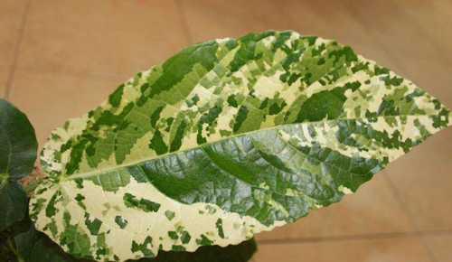 Фикус Аспера Парселли