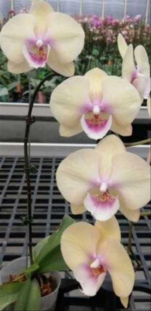 Орхидея. Подросток фаленопсиса. Размер 1.7