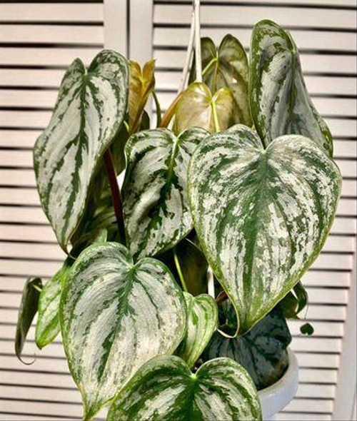 Филодендрон брандтианум (philodendron brandtianum)