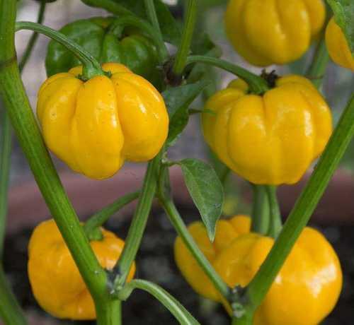 Рассада сверх острого перца Scotch bonnet SBY