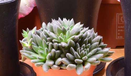 Sinocrassula Yunnanensis (Синокрассула Юаньская)