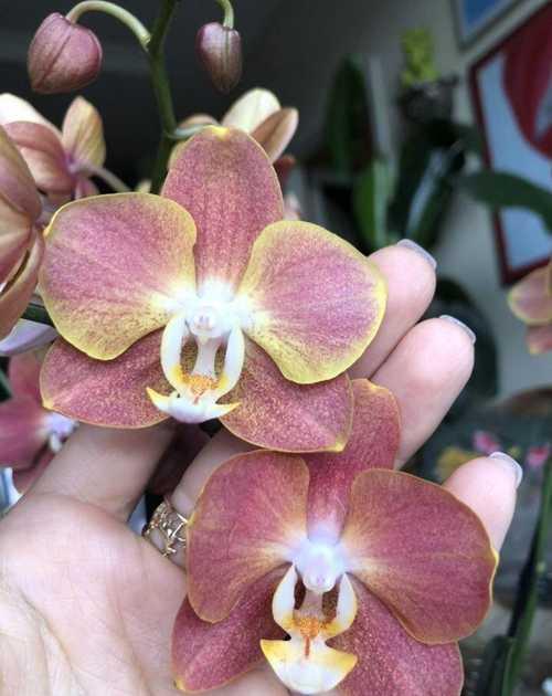 Сортовая Орхидея Горизонт арома