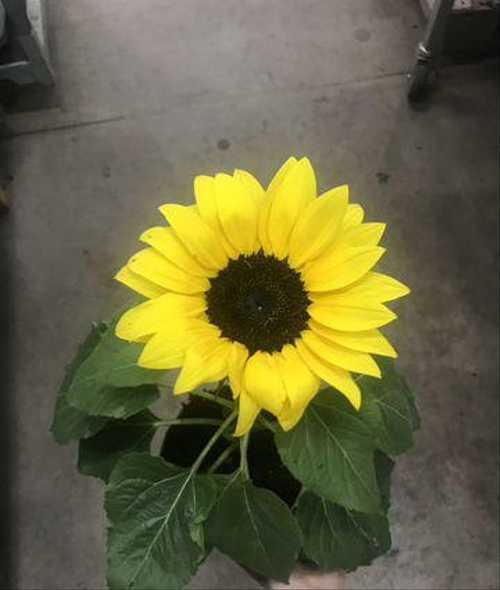 Гелиантус (Подсолнух). Доставка