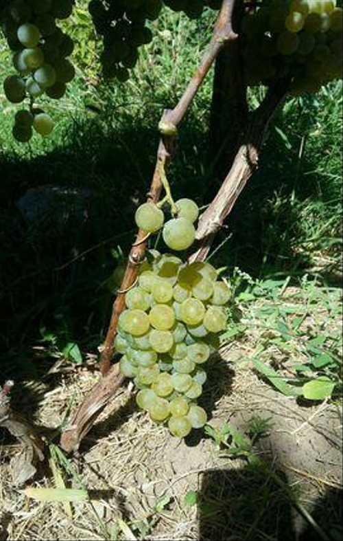 Саженцы и черенки винограда технических сортов