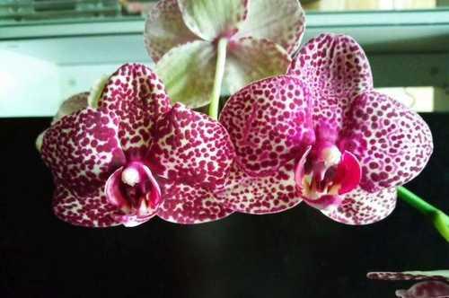Орхидея цветёт Phal. Дикий Кот в наличии