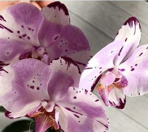 Орхидея фаленопсис Меджик Арт Magic art с деткой