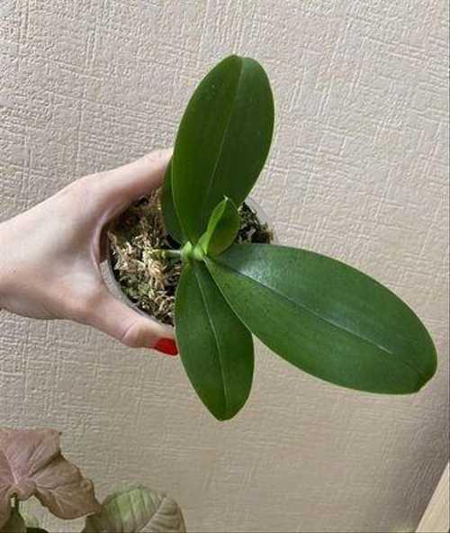 Орхидея фаленопсис подростки MIX