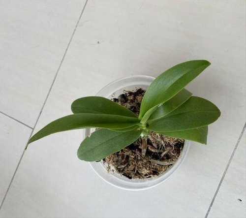 Орхидея Phal Tying shin blue jay