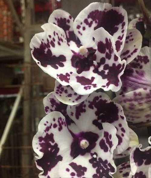 Орхидея фаленопсис Биглип Арлекин